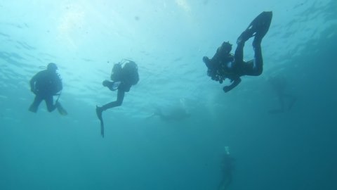 Scuba Divers Getting Underwater Descending Dive Stock Footage Video ...