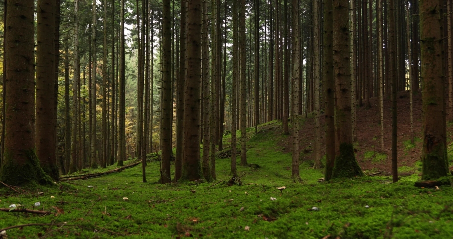 trees forest backwards move 4k Stock Footage Video (100% Royalty-free ...