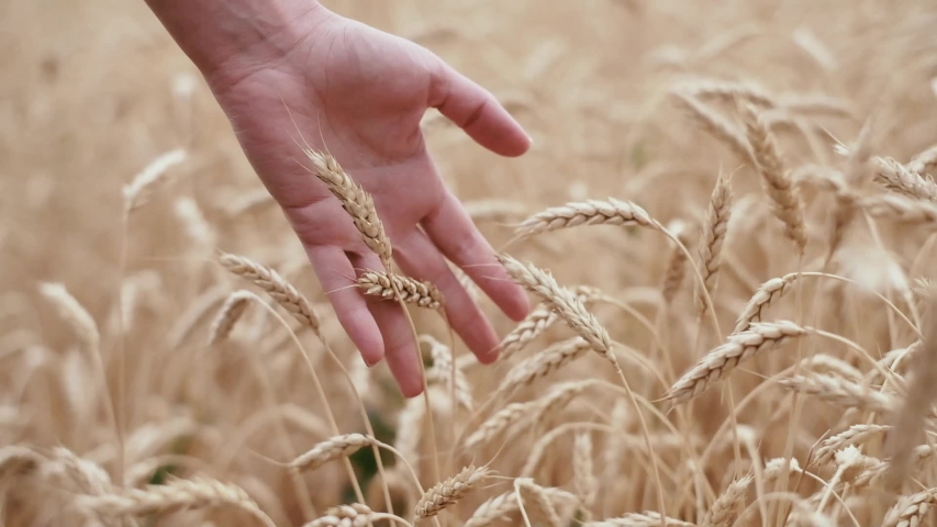 woman's hand running through wheat field Stock Footage Video (100% ...