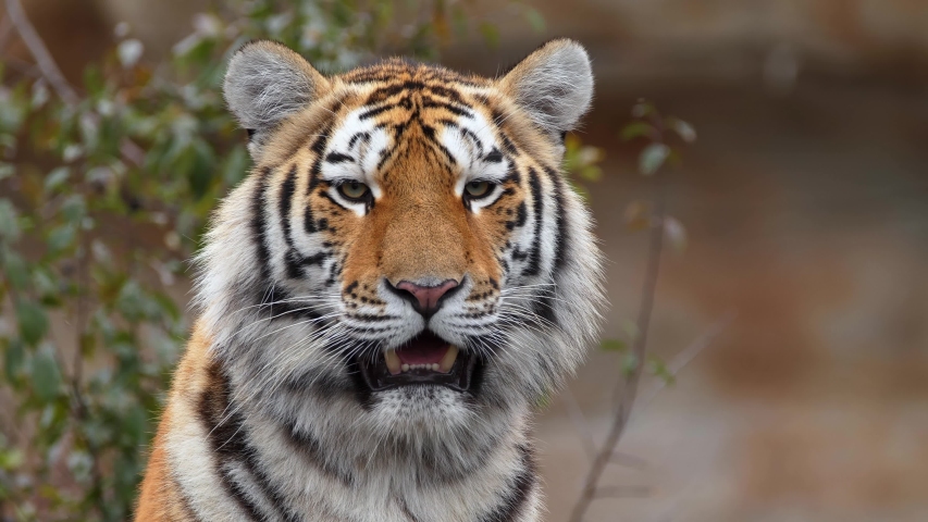Siberian Tiger and Cub (Panthera tigris altaica) image - Free stock ...