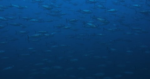 Massive School Skipjack Bonito Mexico Stock Footage Video (100% Royalty ...