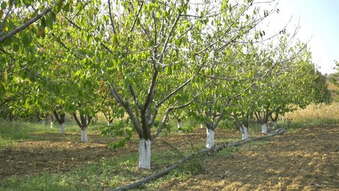 Cherry Orchard Cherry Trees Autumn Cherry Stock Footage Video (100% ...