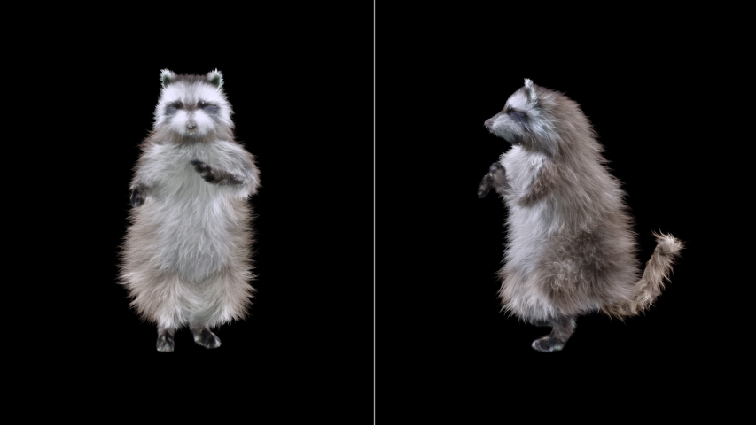 Raccoon Dance Cg Fur 3d Stock Footage Video (100% Royalty-free ...
