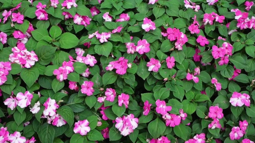Busy Lizzie Flower ( Impatiens Stock Footage Video (100% Royalty-free ...