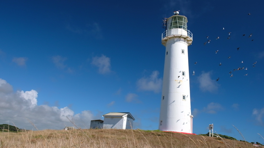 group bird flying around white lighthouse Stock Footage Video (100% ...