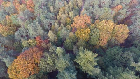 German Autumn Forest Stock Footage Video (100% Royalty-free) 21080713 ...