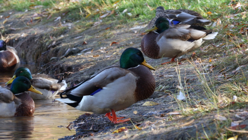 Mallard duck standing on shore image - Free stock photo - Public Domain ...