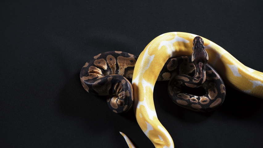 Baby ball python Stock Video Footage - 4K and HD Video Clips | Shutterstock
