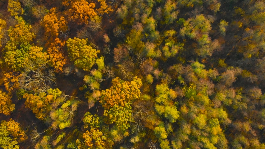 Top Down Autumn Wood. Nature Stock Footage Video (100% Royalty-free ... Top Down Autumn Wood. Nature Stock Footage Video (100% Royalty-free ...