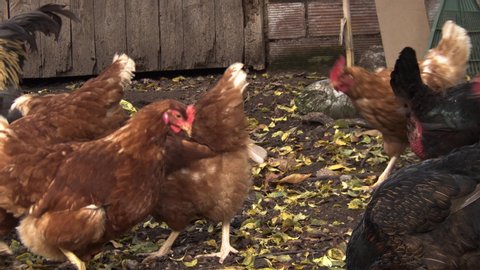 rhode island red hen easter egger Stock Footage Video (100% Royalty ...