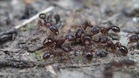 columbian giant red-leg tarantula megaphobema robustum Stock Footage ...