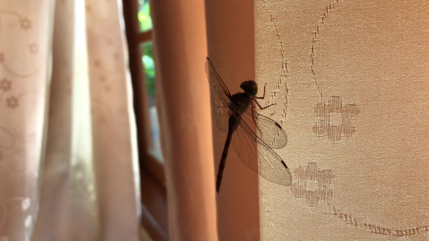 dragonfly room on curtains window Stock Footage Video (100% Royalty ...