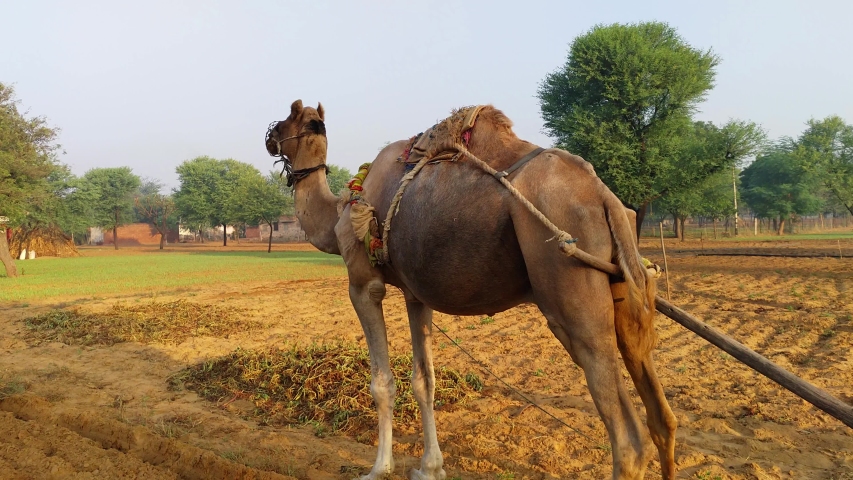 Camel Works in Traditional Agriculture Stock Footage Video (100% ...