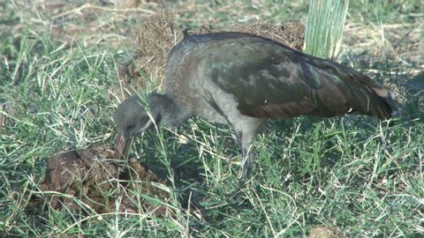 Hadada Ibis Digging Worms Dung Heap Stock Footage Video (100% Royalty ...