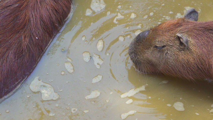 Capybara image - Free stock photo - Public Domain photo - CC0 Images
