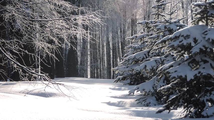 Snowy forest landscape with snow falling image - Free stock photo ...