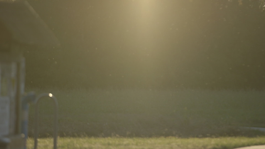 Backlit Flying Bugs Sunset Texas State Stock Footage Video (100% ...