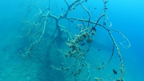 Pine Tree Scenery Underwater Tree Trunk Stock Footage Video (100% ...