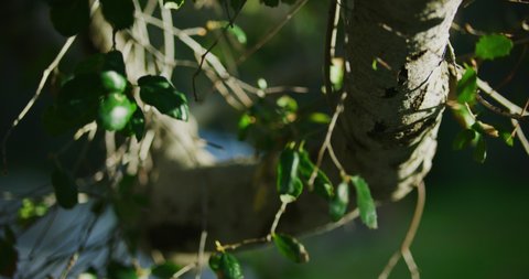 Branches Leaves Rustling Wind Stock Footage Video (100% Royalty-free ...