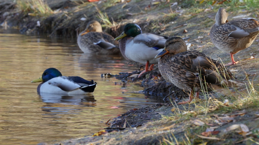 Mallard duck standing on shore image - Free stock photo - Public Domain ...