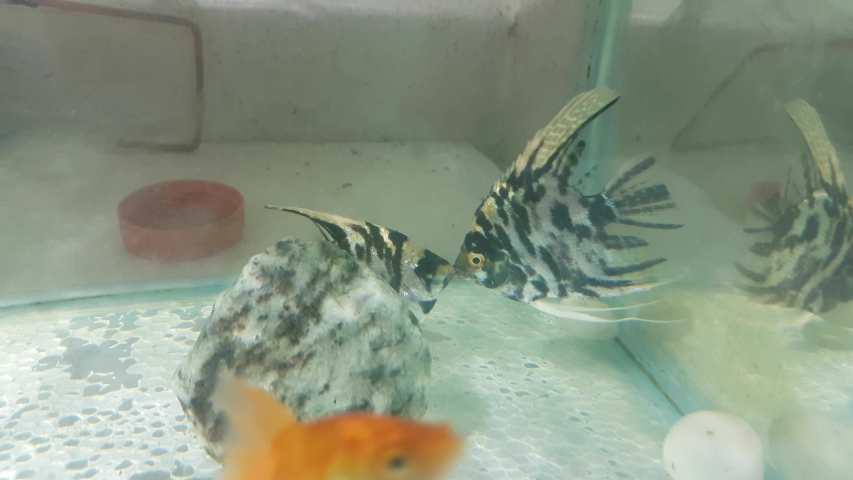 fish make love aquarium Stock Footage Video (100% Royalty-free ...