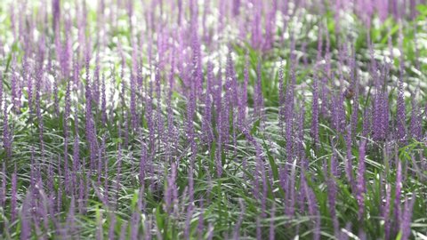 This Picture Salix Forest Liriope Muscari Stock Footage Video (100% ...