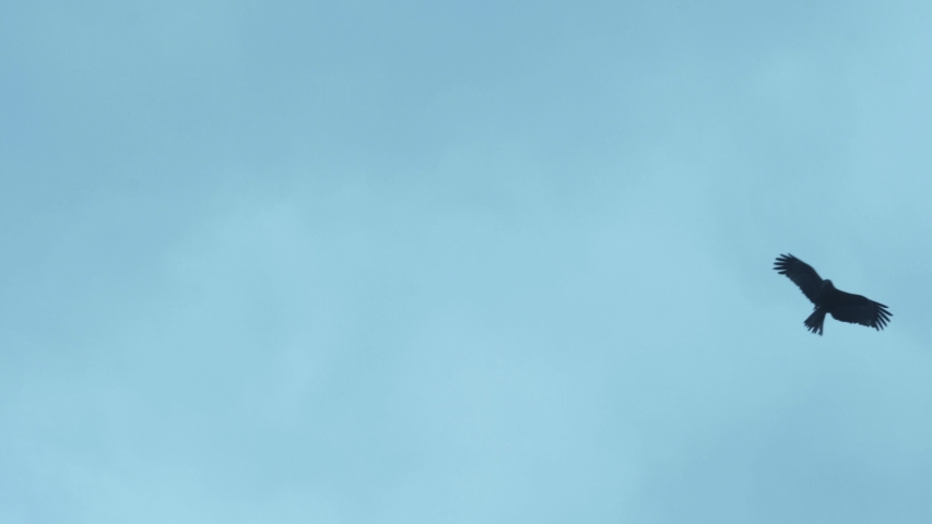 Flying birds wings sky success concept Stock Video Footage - 4K and HD ...