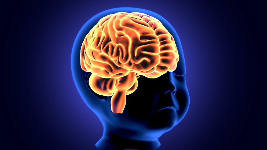 3d render human baby brain formation Stock Footage Video (100% Royalty ...