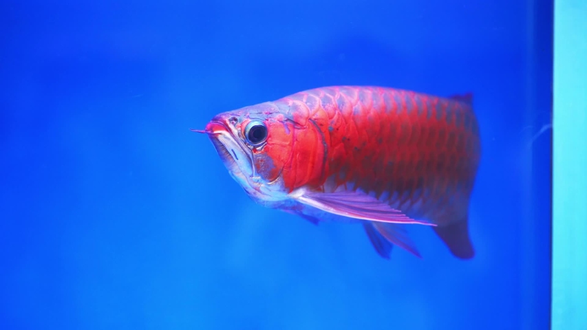 A freshwater fish with long tail image - Free stock photo - Public ...