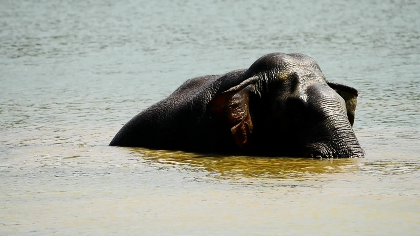 Elephant Swimming in Big Lake Stock Footage Video (100% Royalty-free ...