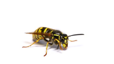 Wasp Insect Isolated On White Background Stock Footage Video (100% ...