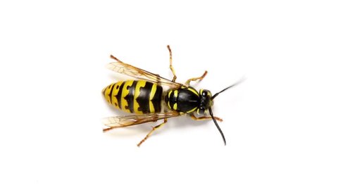 Wasp Insect Isolated On White Background Stock Footage Video (100% ...