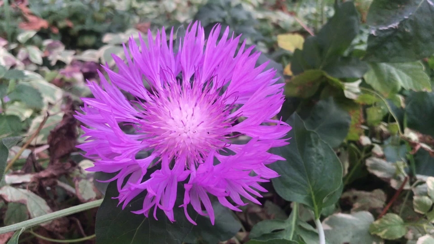 Pinwheel shaped flower Stock Video Footage - 4K and HD Video Clips ...