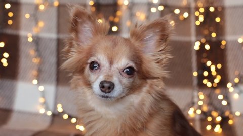 cute jack russell dog crystal covered Stock Footage Video (100% Royalty ...