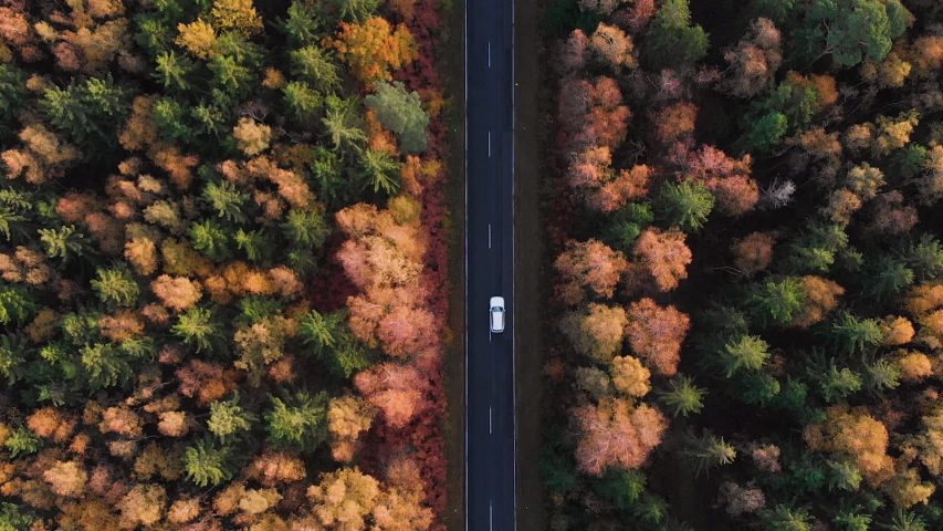 Aerial view of Roads and the Pine Forest image - Free stock photo ...