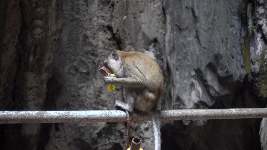 monkey eating chocolate bar batu caves Stock Footage Video (100% ...
