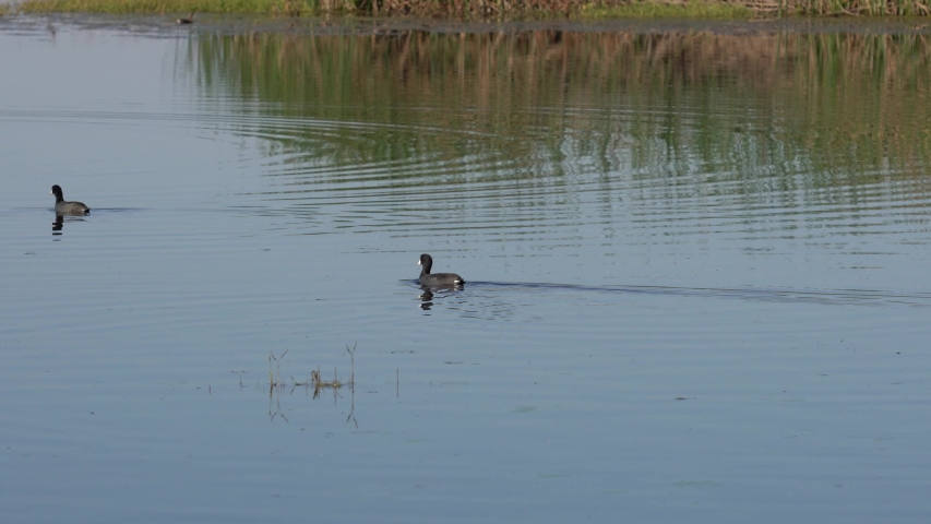 Merced National Wildlife Refuge Stock Video Footage - 4K and HD Video ...