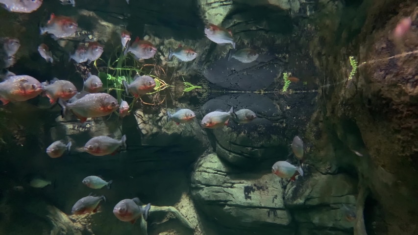 Red Bellied Piranha Pygocentrus nattereri image - Free stock photo ...