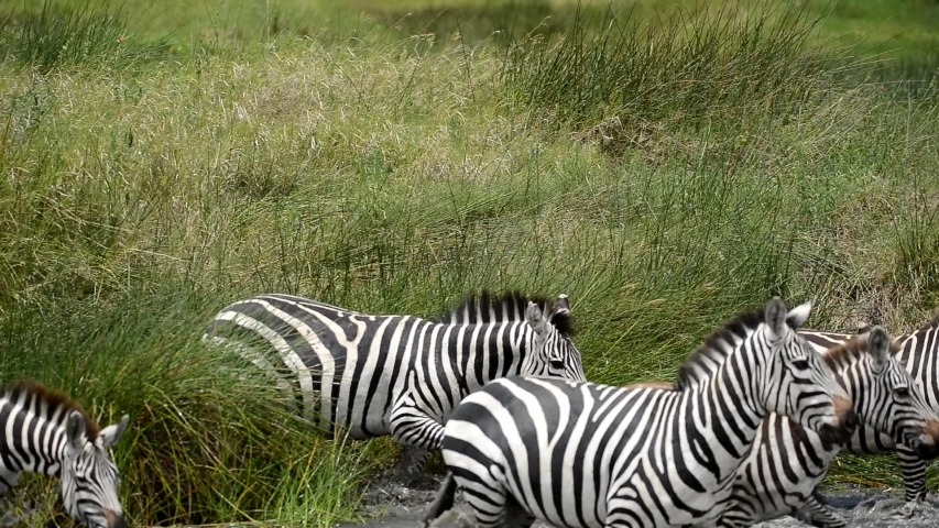 Big Herd of Zebra Crossing Stock Footage Video (100% Royalty-free ...