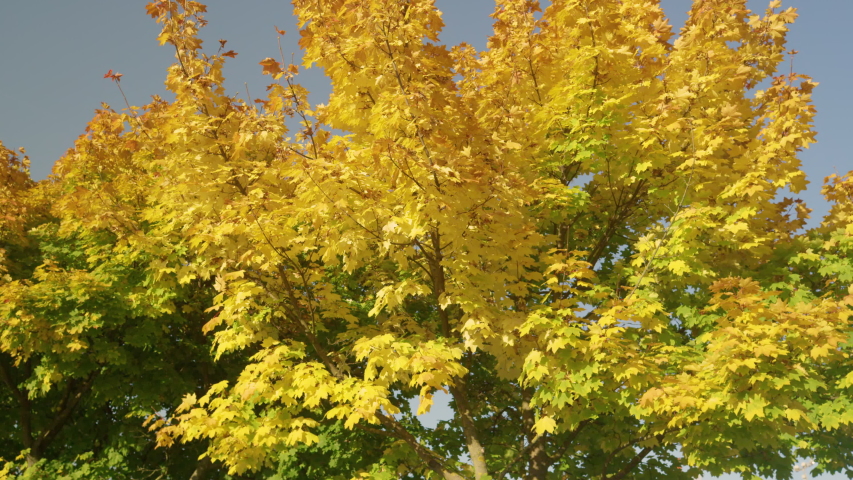 Warm Autumn Colors with sky and treetops image - Free stock photo ...