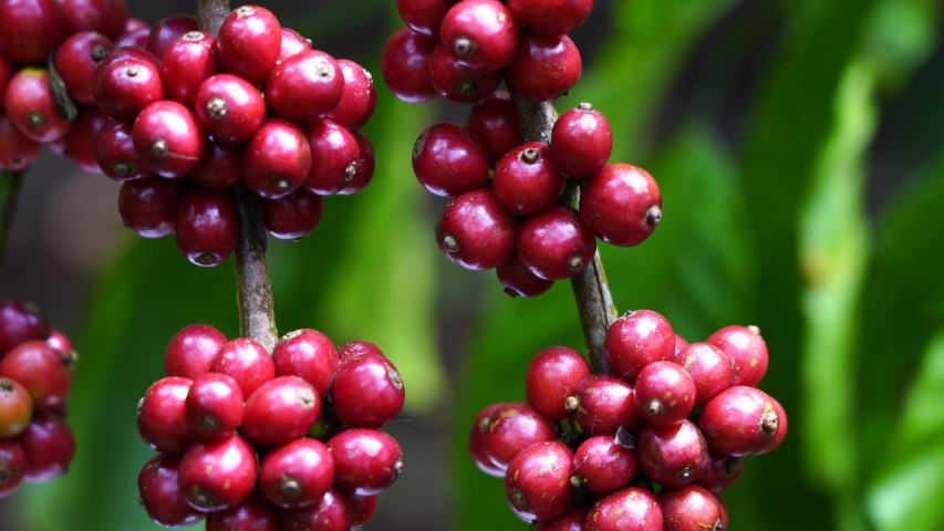 coffe beans on tree Stock Footage Video (100% Royalty-free) 1039219688 ...