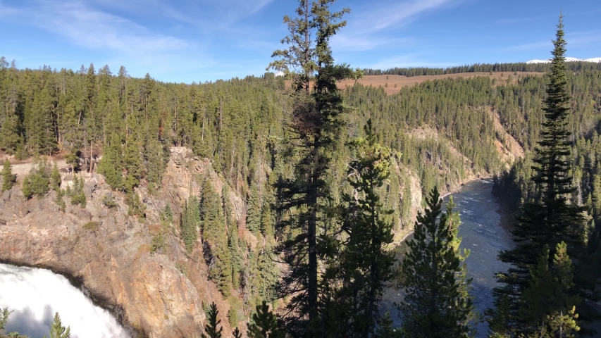 Trees on the Canyon at Yellowstone National Park image - Free stock ...