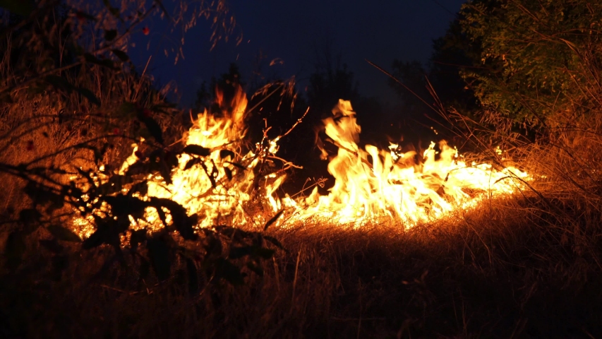 Forest Fire Fire Destroys Trees Forest Stock Footage Video (100% ...
