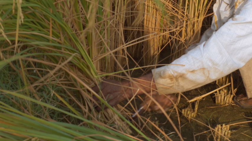 Hands Indian Agricultural Laborer Cutting Rice Stock Footage Video (100 ...