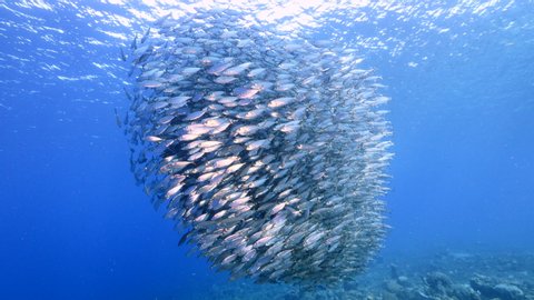 Mackerel Swarm Forming Bait Ball Fish Stock Footage Video (100% Royalty ...