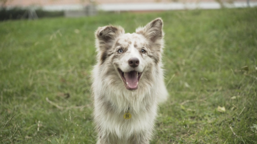 Dog Barking at Camera 4k Stock Footage Video (100% Royalty-free ...