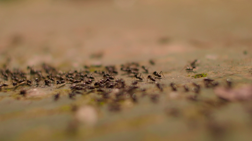 33 Borneo ants on tree Stock Video Footage - 4K and HD Video Clips ...