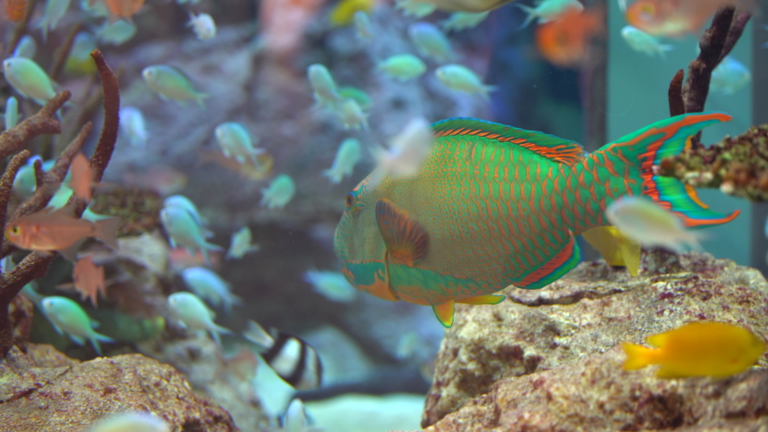 Bright Multi-colored Tropical Fish On Stock Footage Video (100% Royalty ...