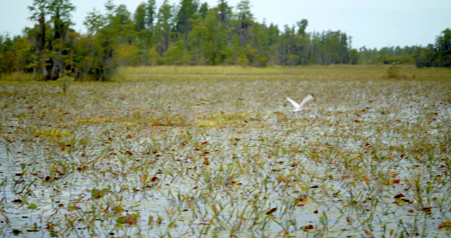 Bird Flying over the swamp landscape image - Free stock photo - Public ...