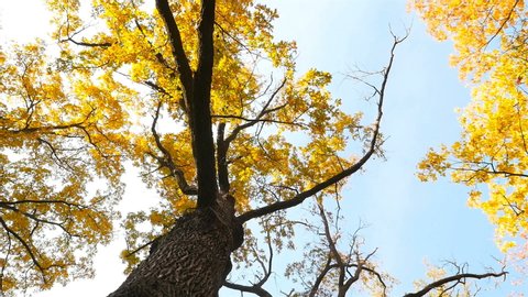 Tree Four Seasons Spring Summer Autumn Stock Vector (Royalty Free ...